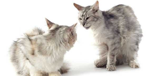 Cat Behavior Modification and Counter-Conditioning – Maryville/Alcoa ...