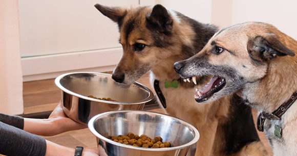 Food Aggression in Dogs: Management – Maryville/Alcoa Animal Rescue ...